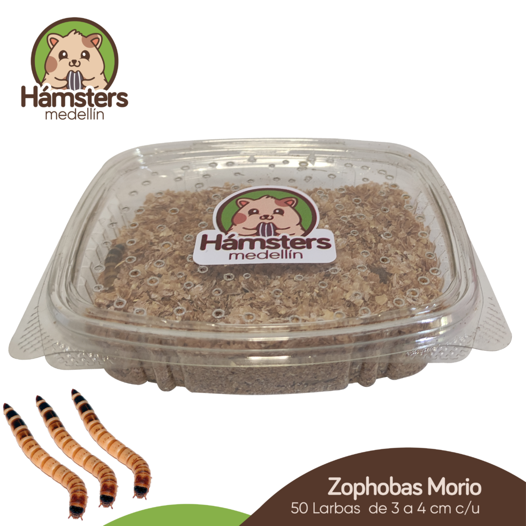 Zophobas Morio Alimento Vivo Para Roedores, Reptiles & Anfibios ...
